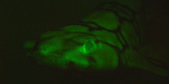 Estos tiburones brillan de color verde en la oscuridad y ahora sabemos ...