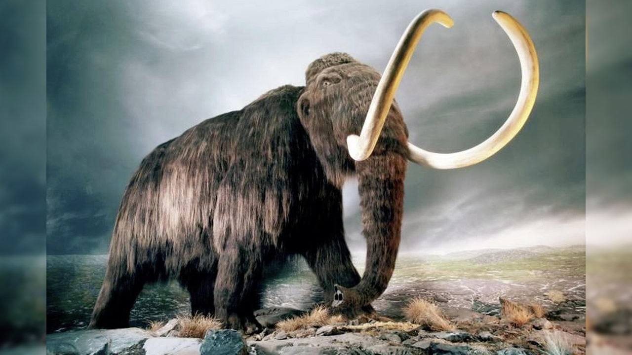 Biocientíficos tienen un nuevo plan para “resucitar” al extinto mamut ...