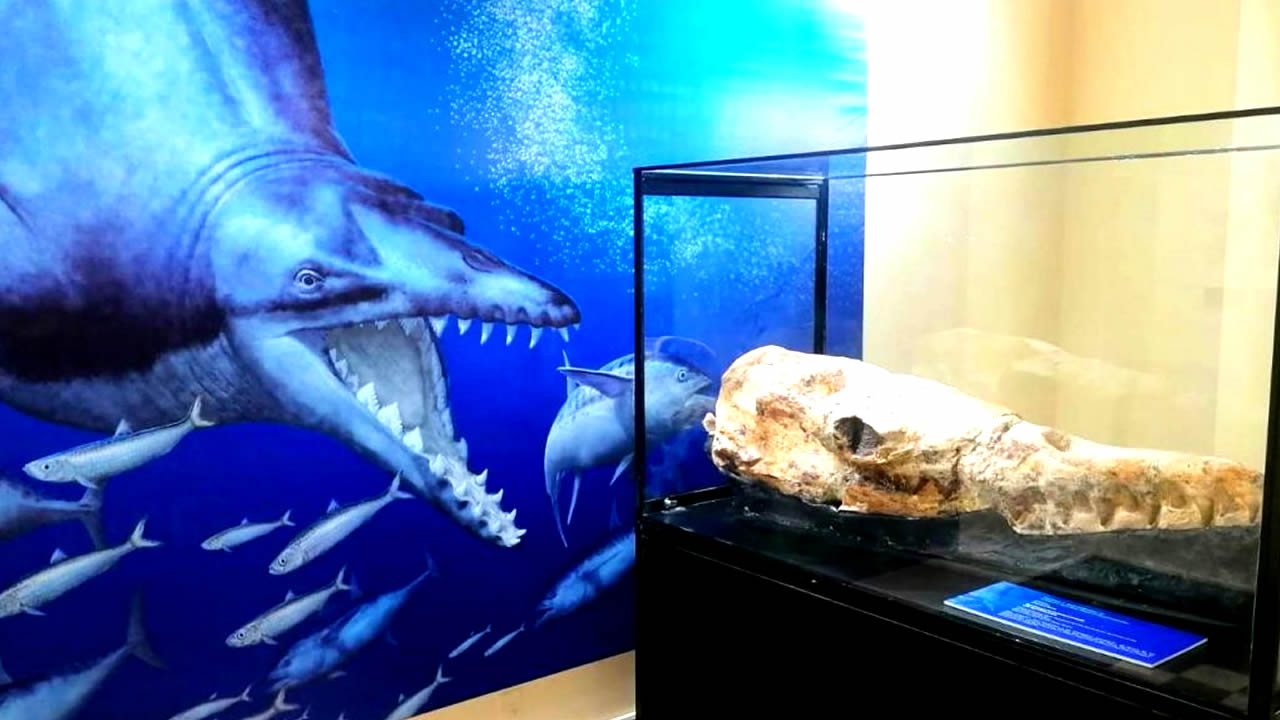 “Monstruo marino” de Perú: Ballena de 16 metros y de 36 millones de ...