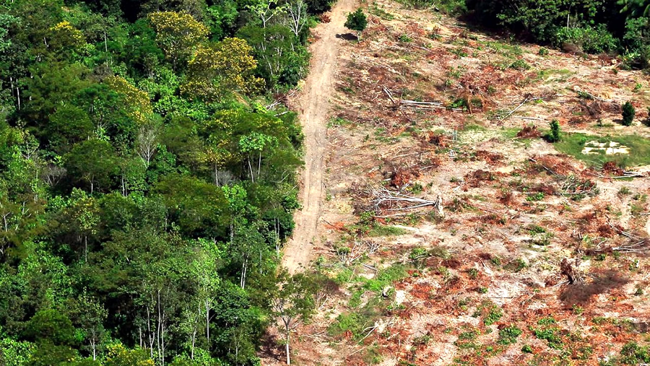 Mayor parte de la selva amazónica se acerca al “colapso catastrófico ...