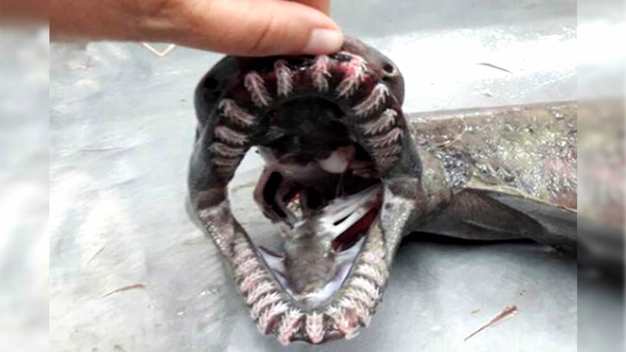 Raro tiburón de 300 dientes y que vive desde hace 80 millones de años ...