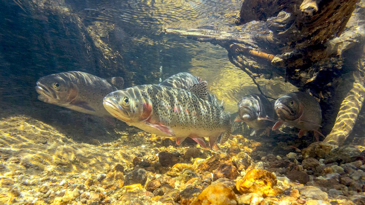 Especie de pez que se creía extinta hace 100 años “ha vuelto a la vida ...