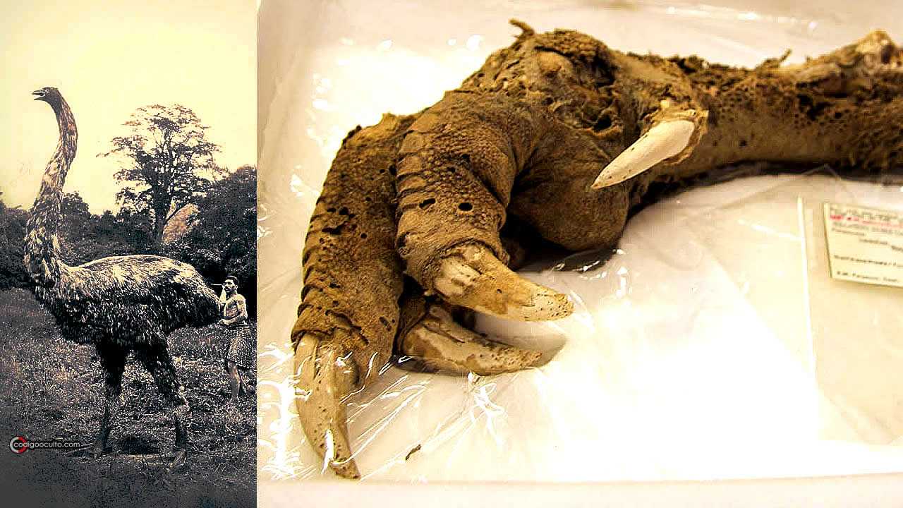 Garra gigante: el extraño hallazgo de 3.300 años realizado en el monte ...