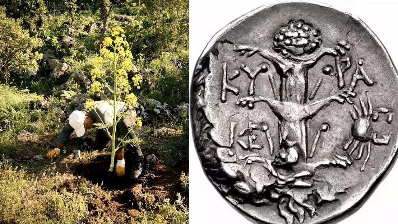 Redescubren “planta milagrosa” que se creía extinta. Era usada “como ...