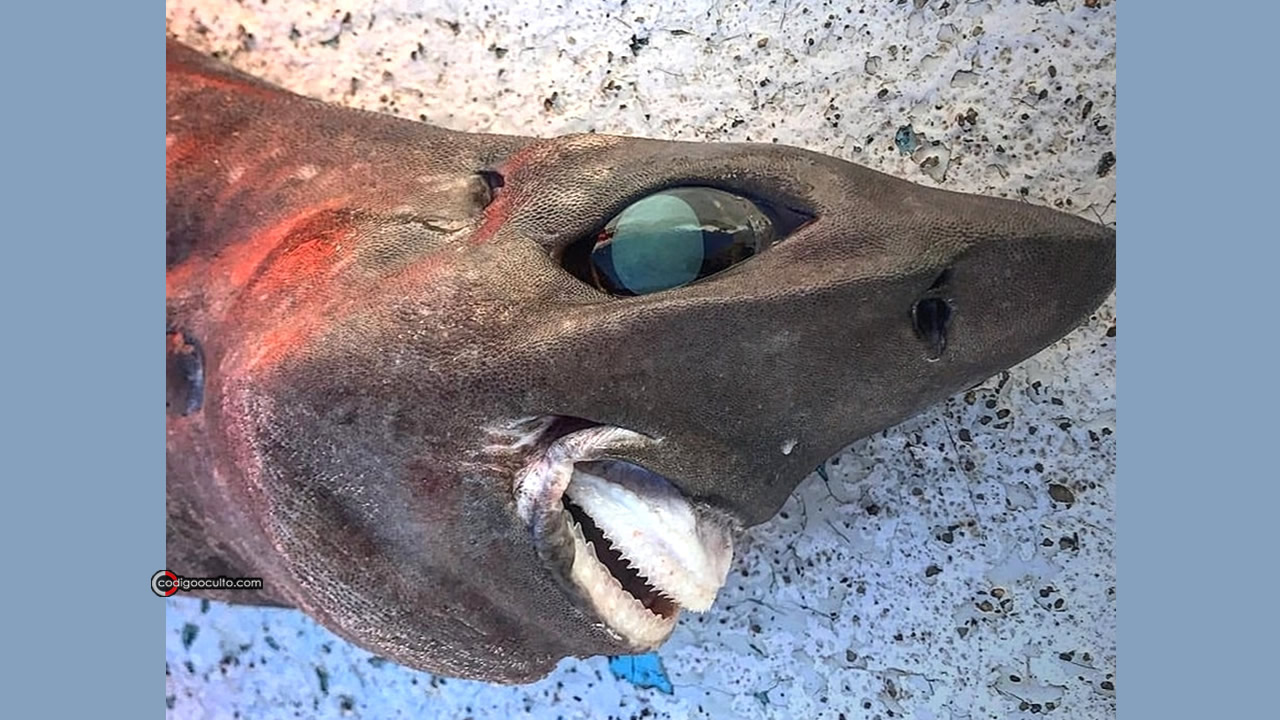 Extraño tiburón es extraído de las profundidades del océano en ...