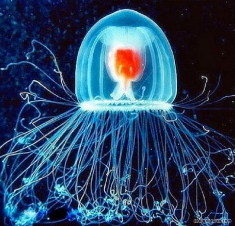 Medusa “inmortal” revela sus secretos para la vida eterna | CODIGO OCULTO