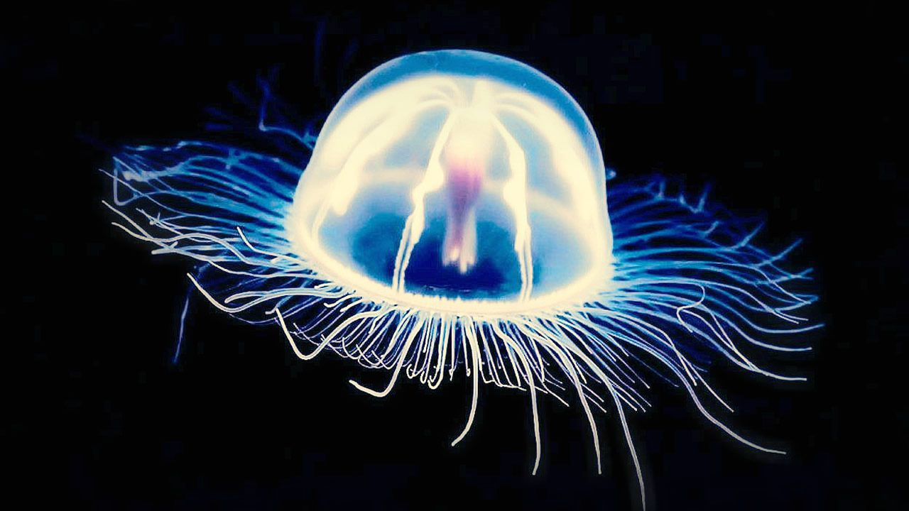 Medusa “inmortal” revela sus secretos para la vida eterna | CODIGO OCULTO