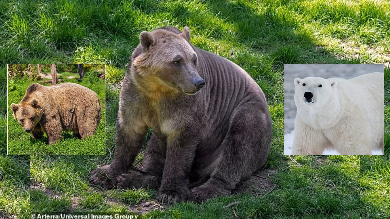 Oso Brolar: osos pardos se aparean con osos polares creando un híbrido ...