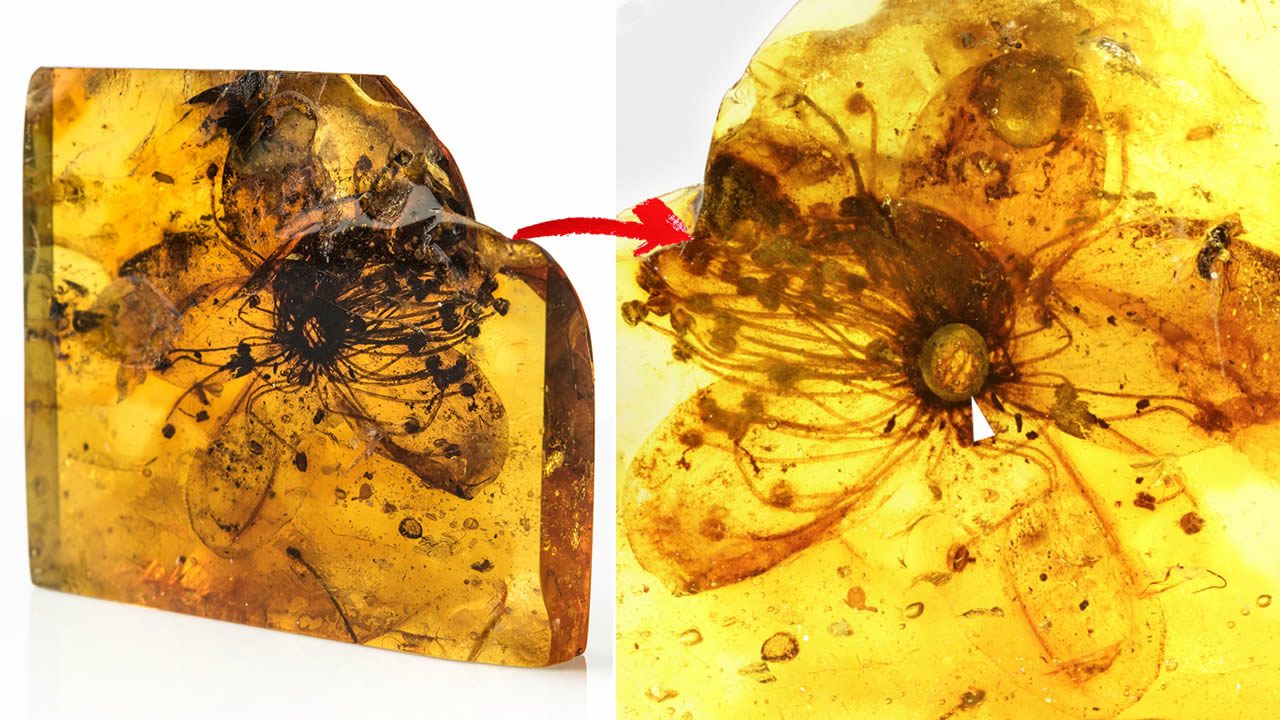 La flor más grande hallada hasta ahora conservada en ámbar de 33 ...