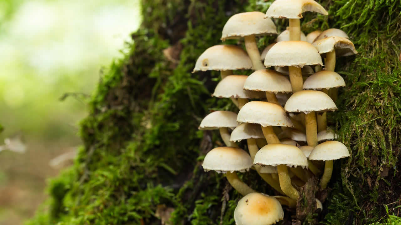 ¿Pueden los árboles comunicarse entre sí mediante redes de hongos ...