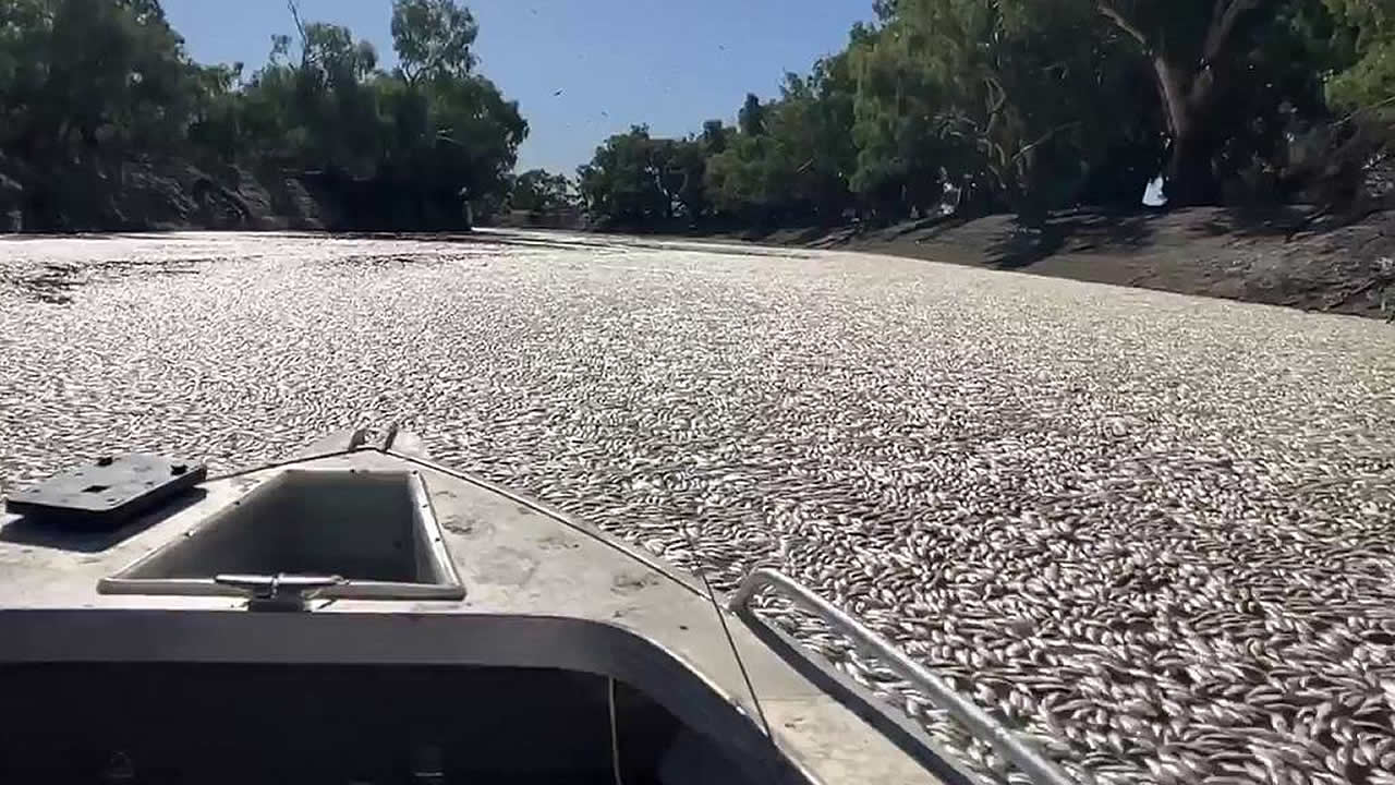 Millones de peces muertos aparecen en un río de Australia | CODIGO OCULTO