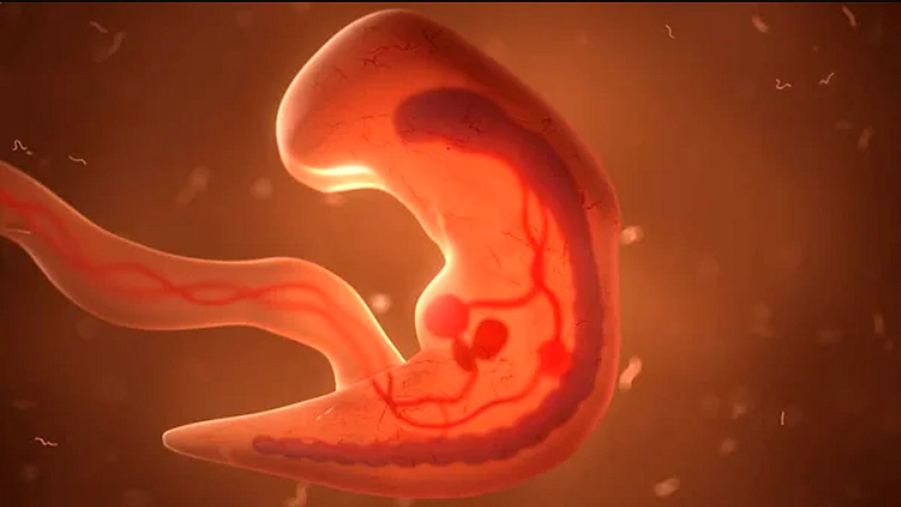 Científicos crean embriones humanos sintéticos en un avance “pionero” y ...