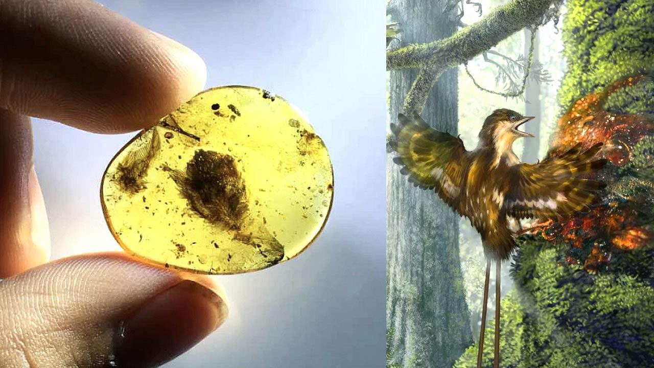 Ámbar antiguo revela cómo algunas aves sobrevivieron a la extinción ...