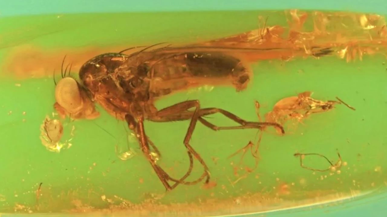 Descubierto un insecto de 40 millones de años preservado en ámbar ...