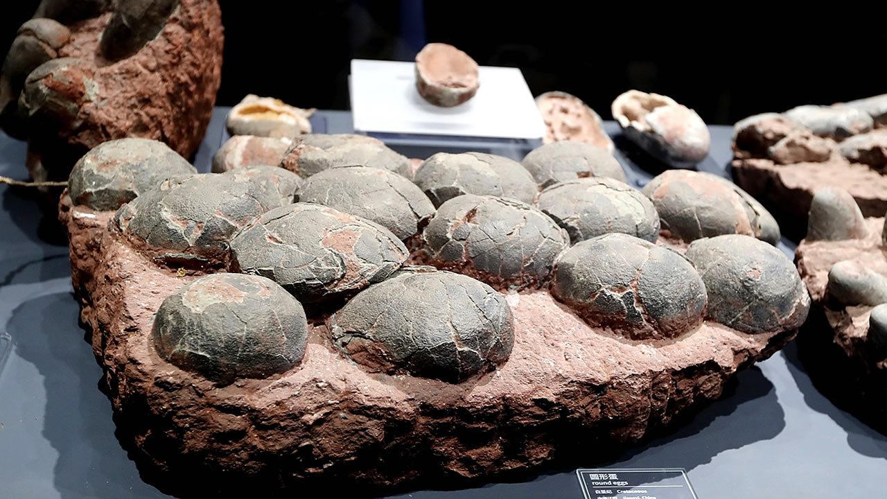 El sorprendente hallazgo de 256 huevos fosilizados de dinosaurio en India | CODIGO OCULTO