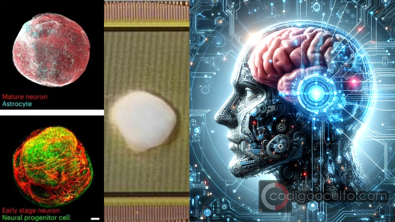 Brainoware: inventan un cerebro funcional que utiliza neuronas humanas ...