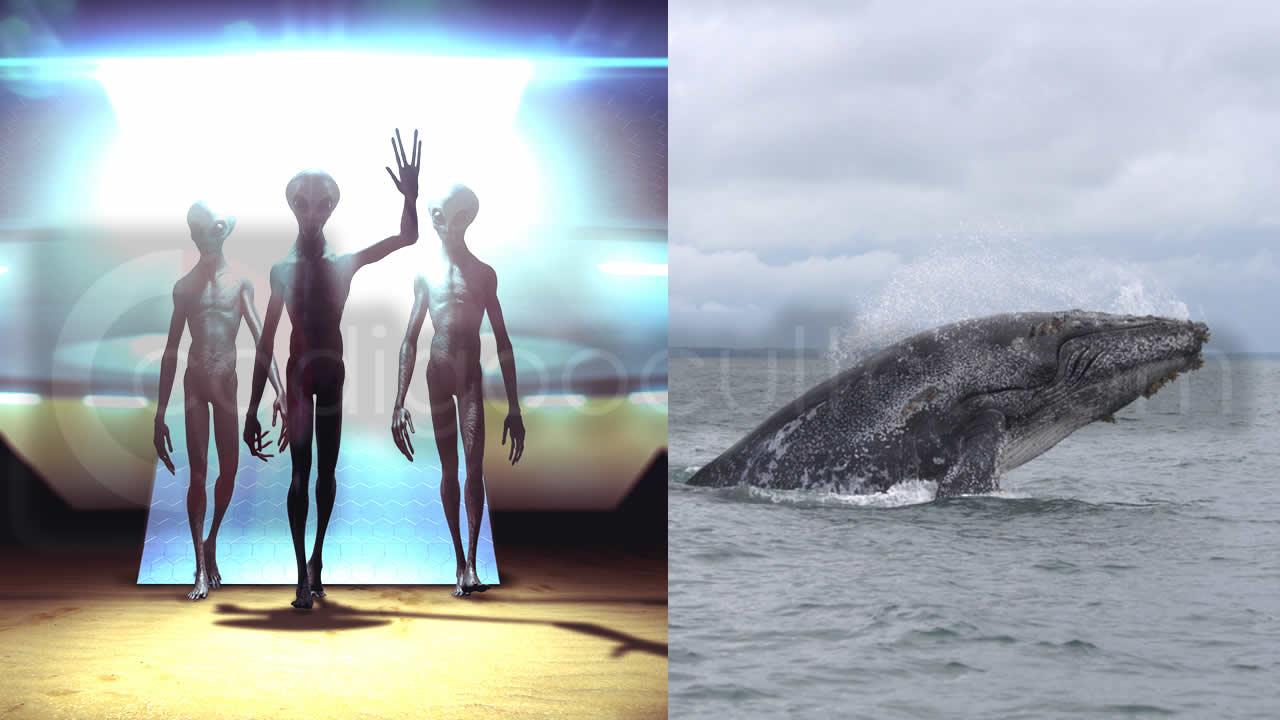 Científicos estudian la comunicación de las ballenas jorobadas para descifrar el habla ...