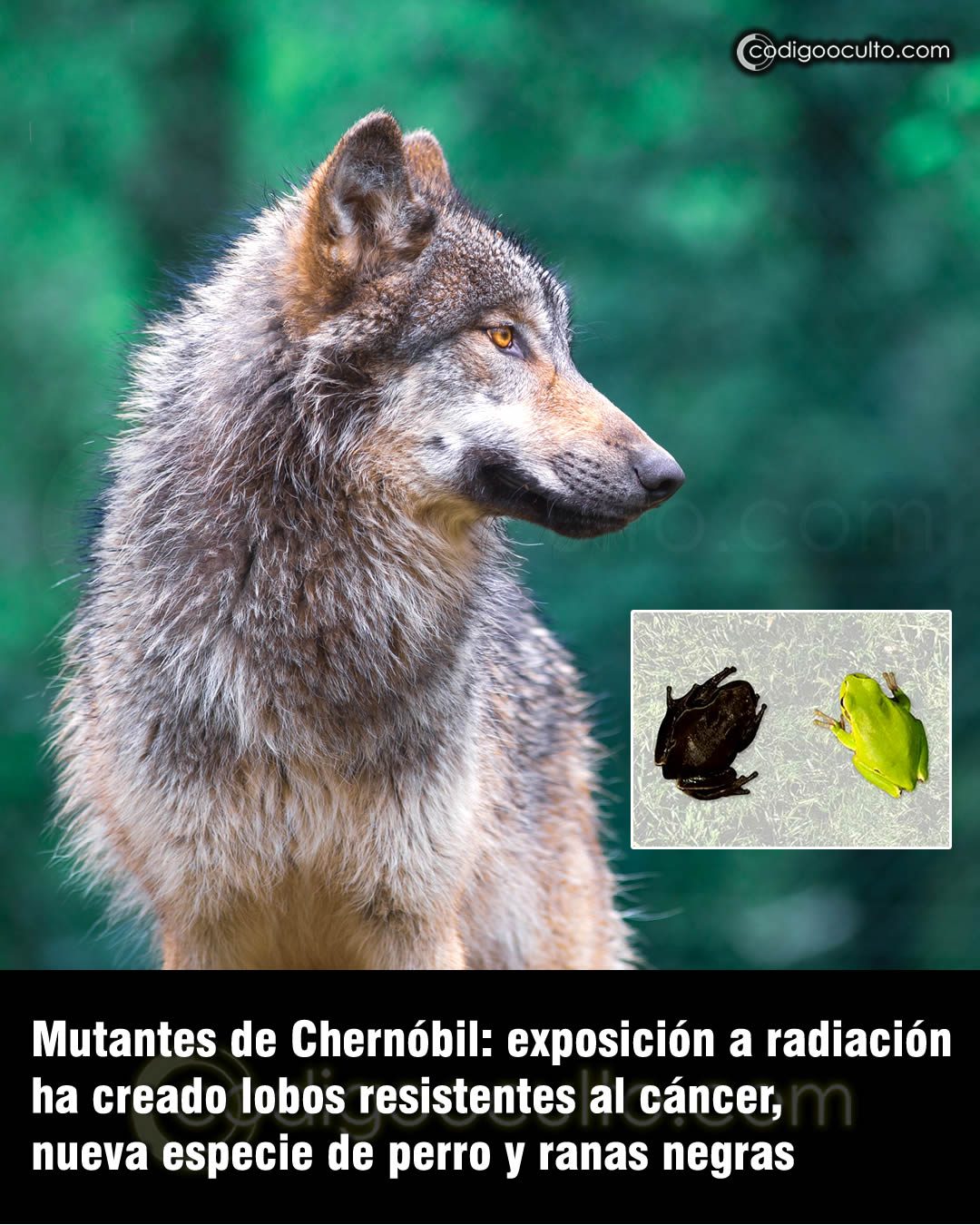 Mutantes de Chernóbil: animales resistentes al cancer | CODIGO OCULTO