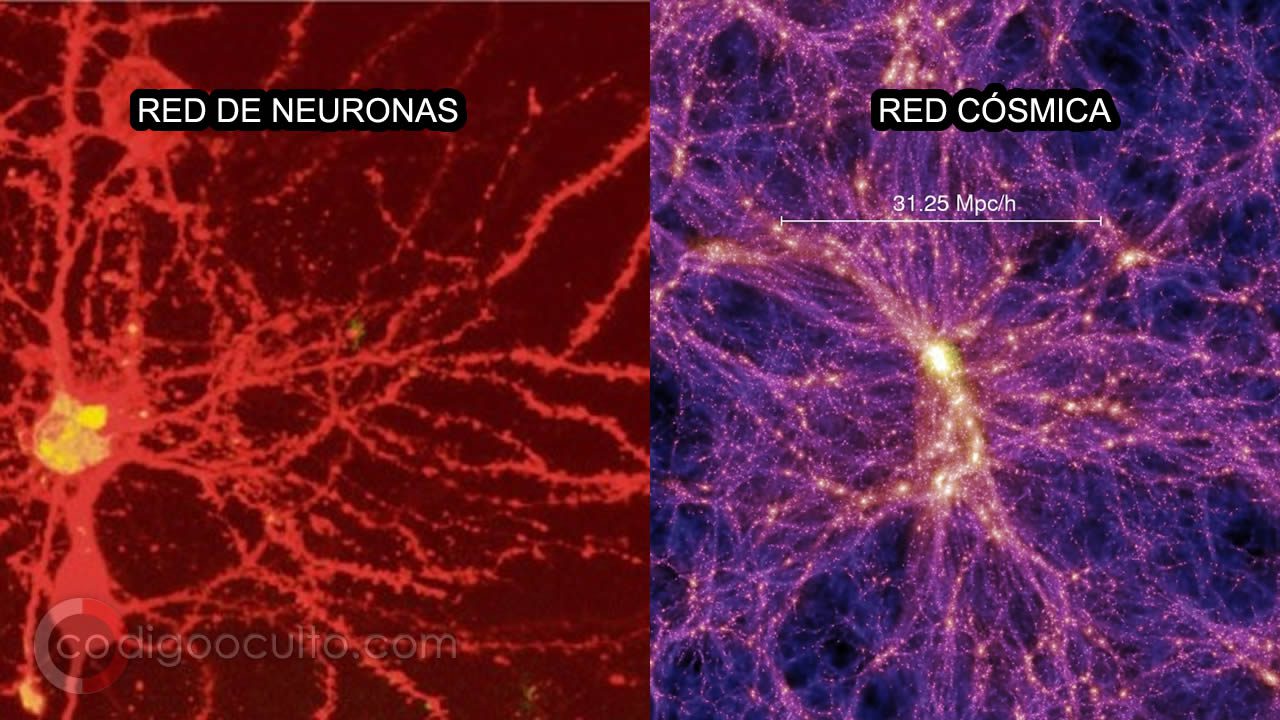 ¿Vivimos en el cerebro de un ser supremo? Las células cerebrales son ...