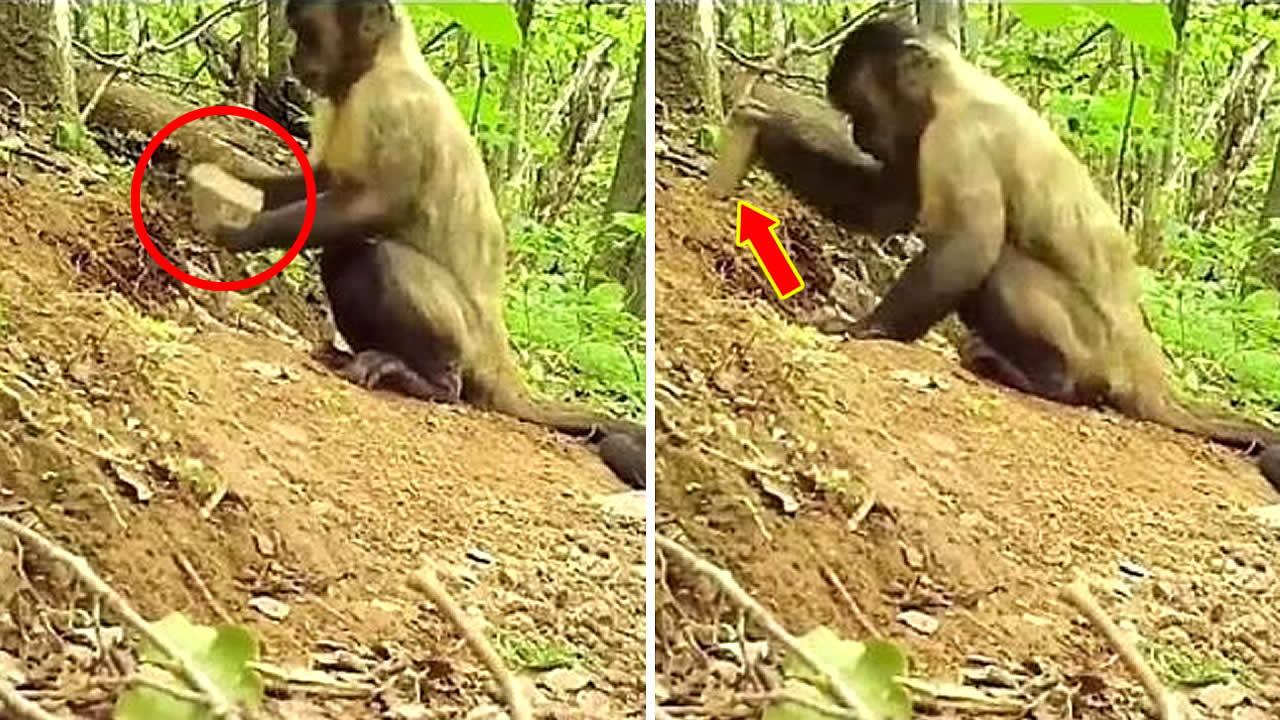 Observan a monos utilizando palos y piedras como herramientas en Brasil ...