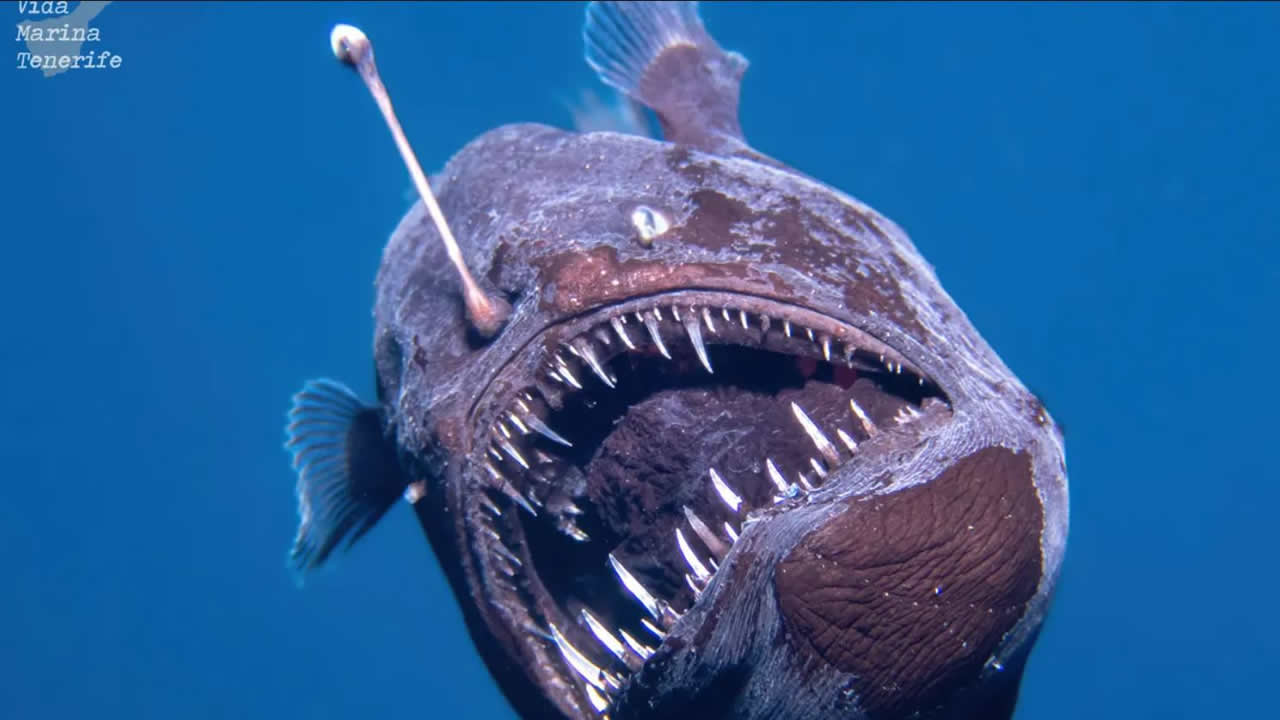 Pez rape abisal (de las profundidades del océano) fue visto a plena luz ...